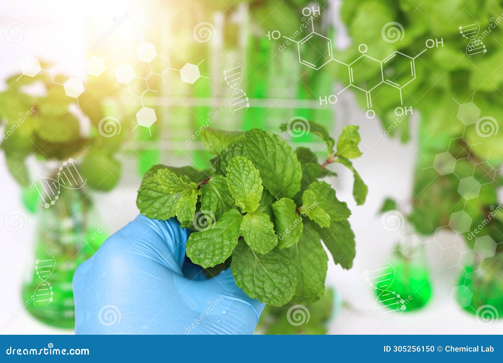 Biology Experiment with Green Vegetables in Laboratory Stock Photo ...