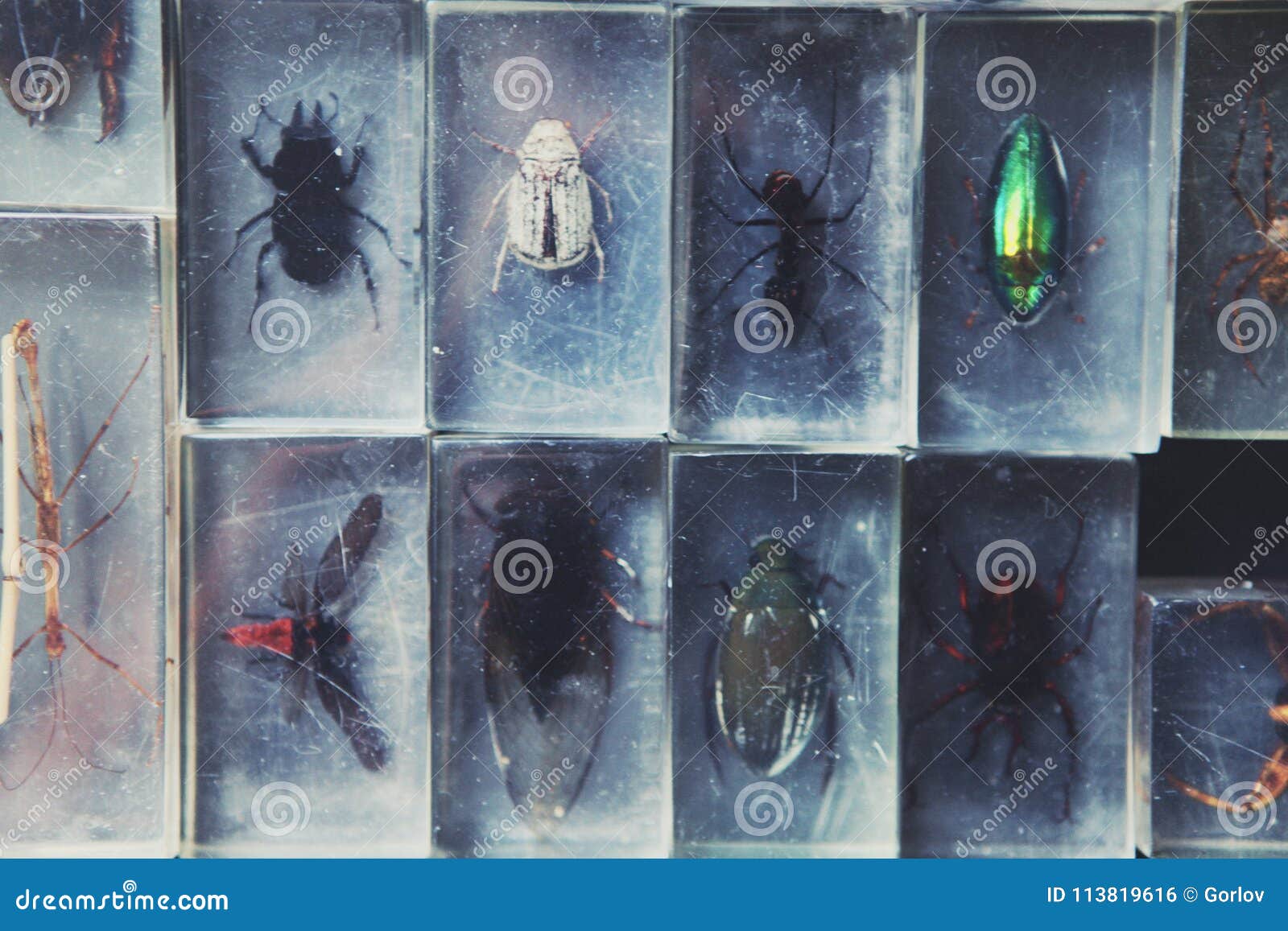 Biology Glass Insect Collection Day Light Stock Photo - Image of insect ...