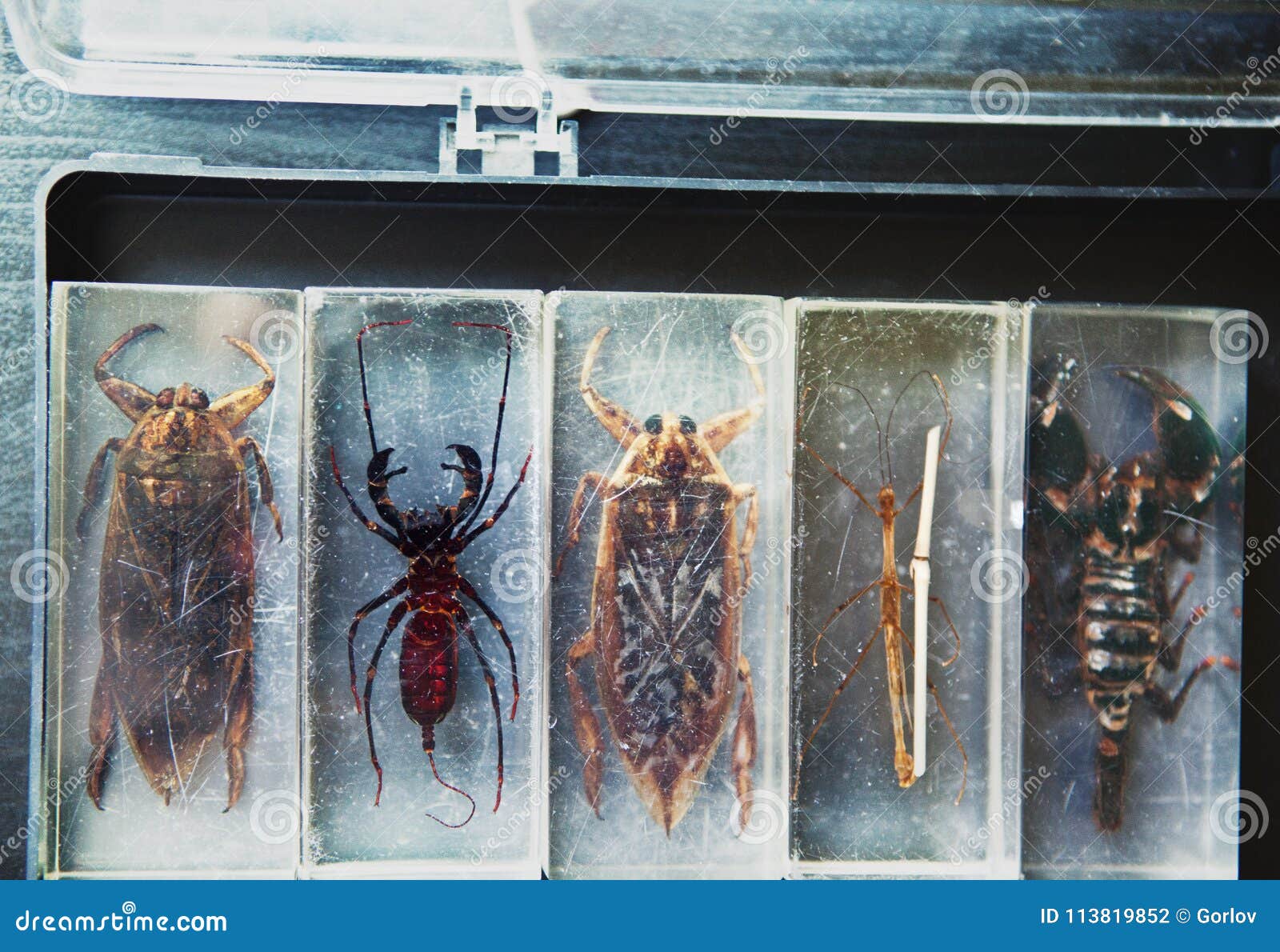 Biology Glass Insect Collection Day Light Stock Photo - Image of nature ...