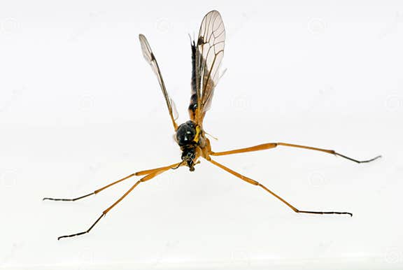 Biology isolated stock photo. Image of dead, yellow, gnat - 3100434