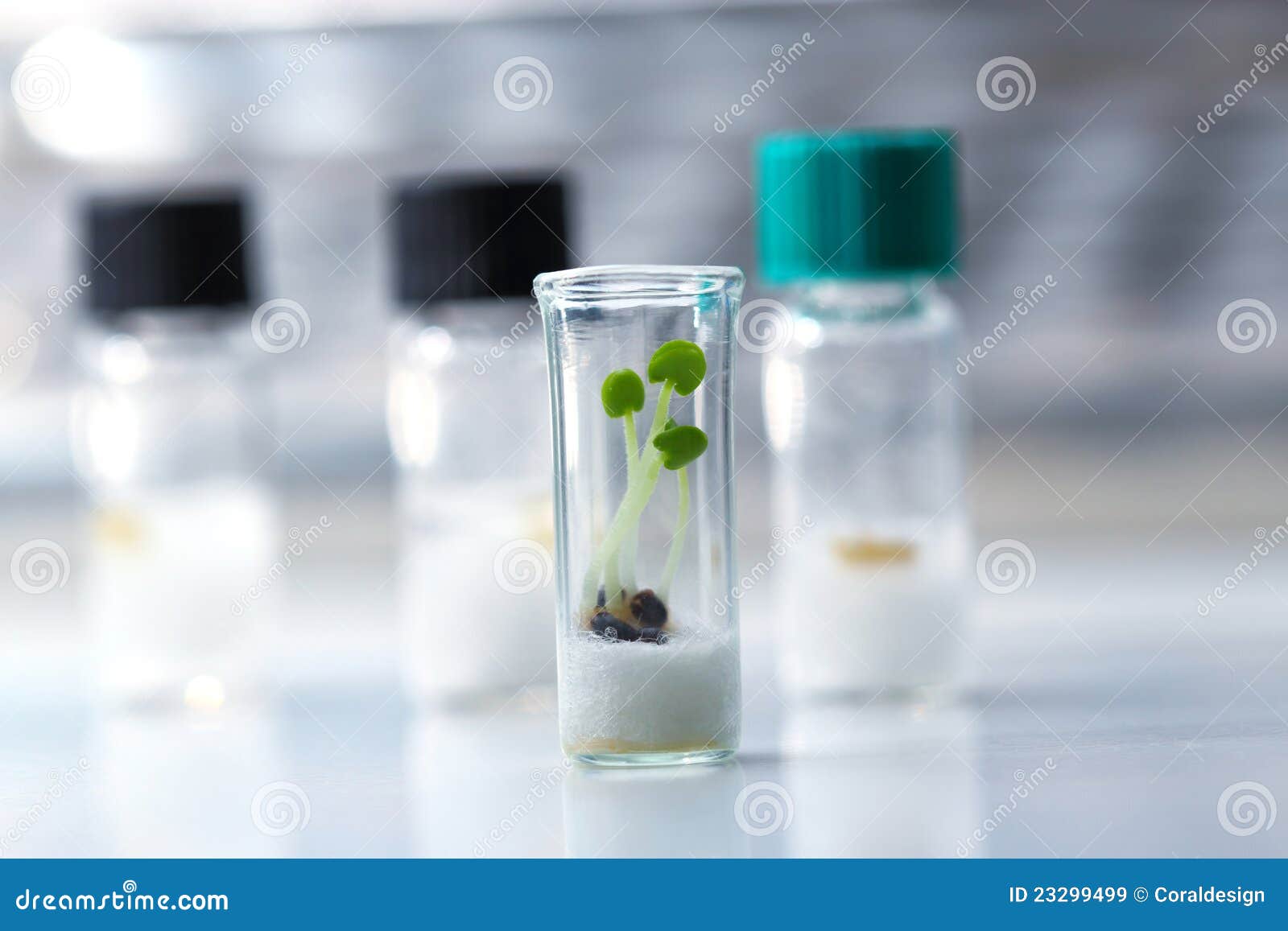 Biology Laboratory Experiment Stock Image - Image of creation, plant ...