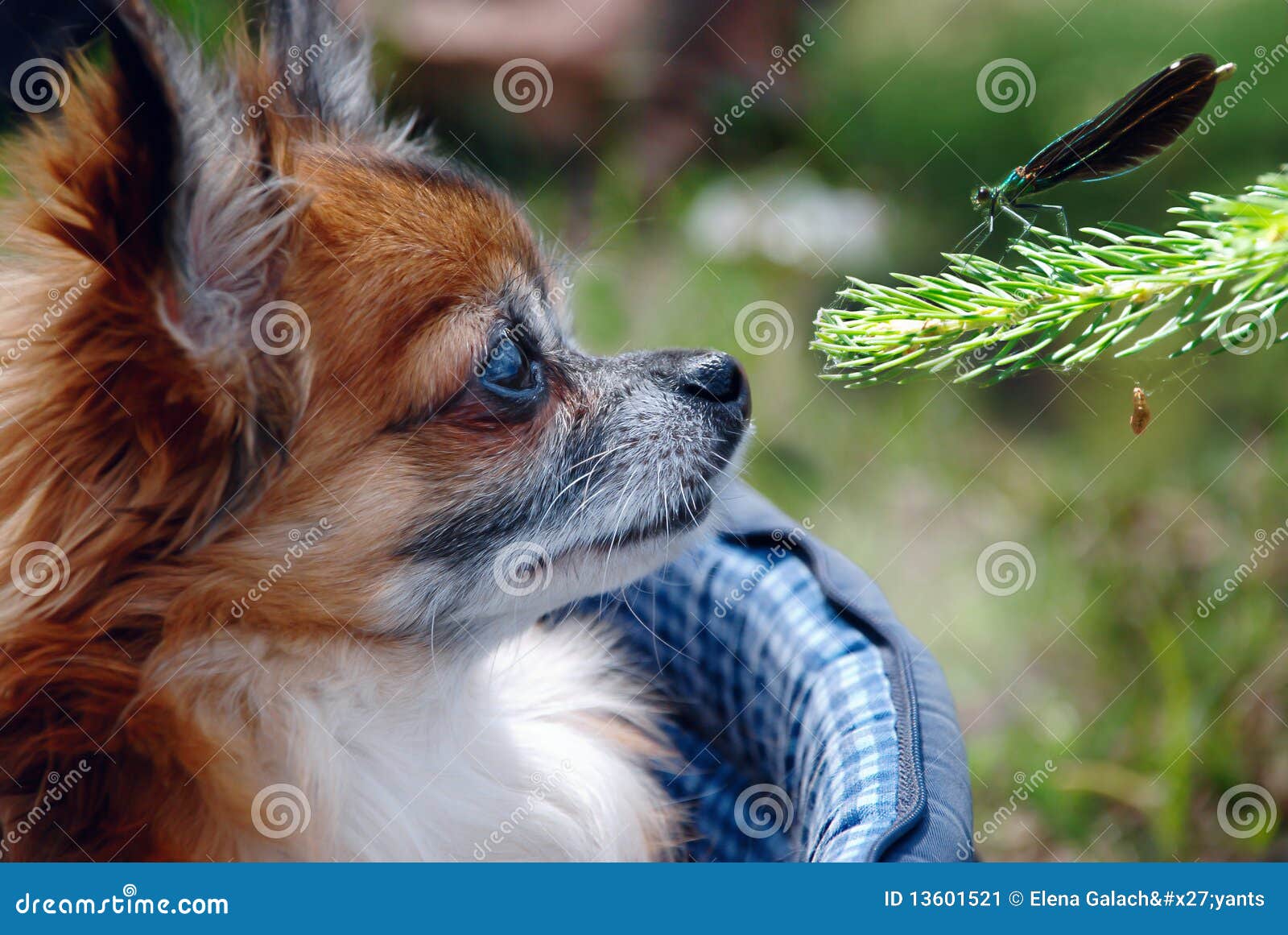 Biology Lesson stock image. Image of animals, mustache - 13601521