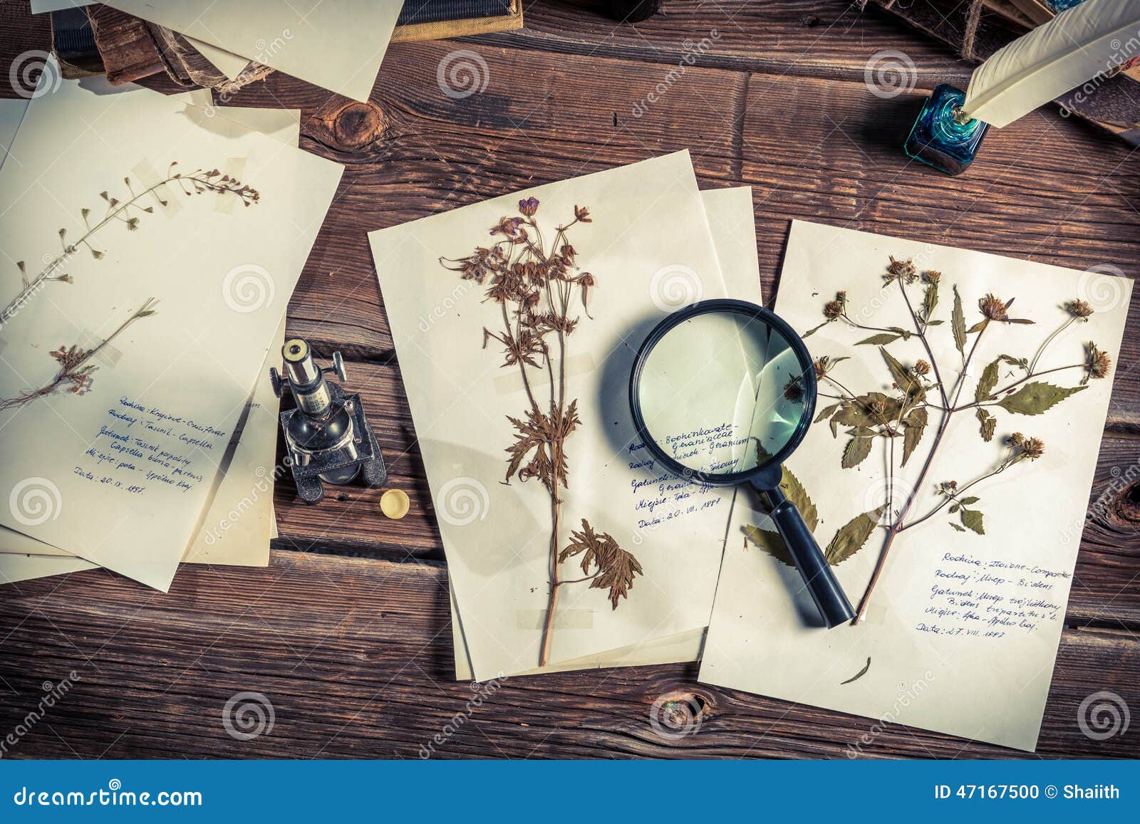 Biology Lesson and Study of the Structure of Plants Stock Photo - Image ...