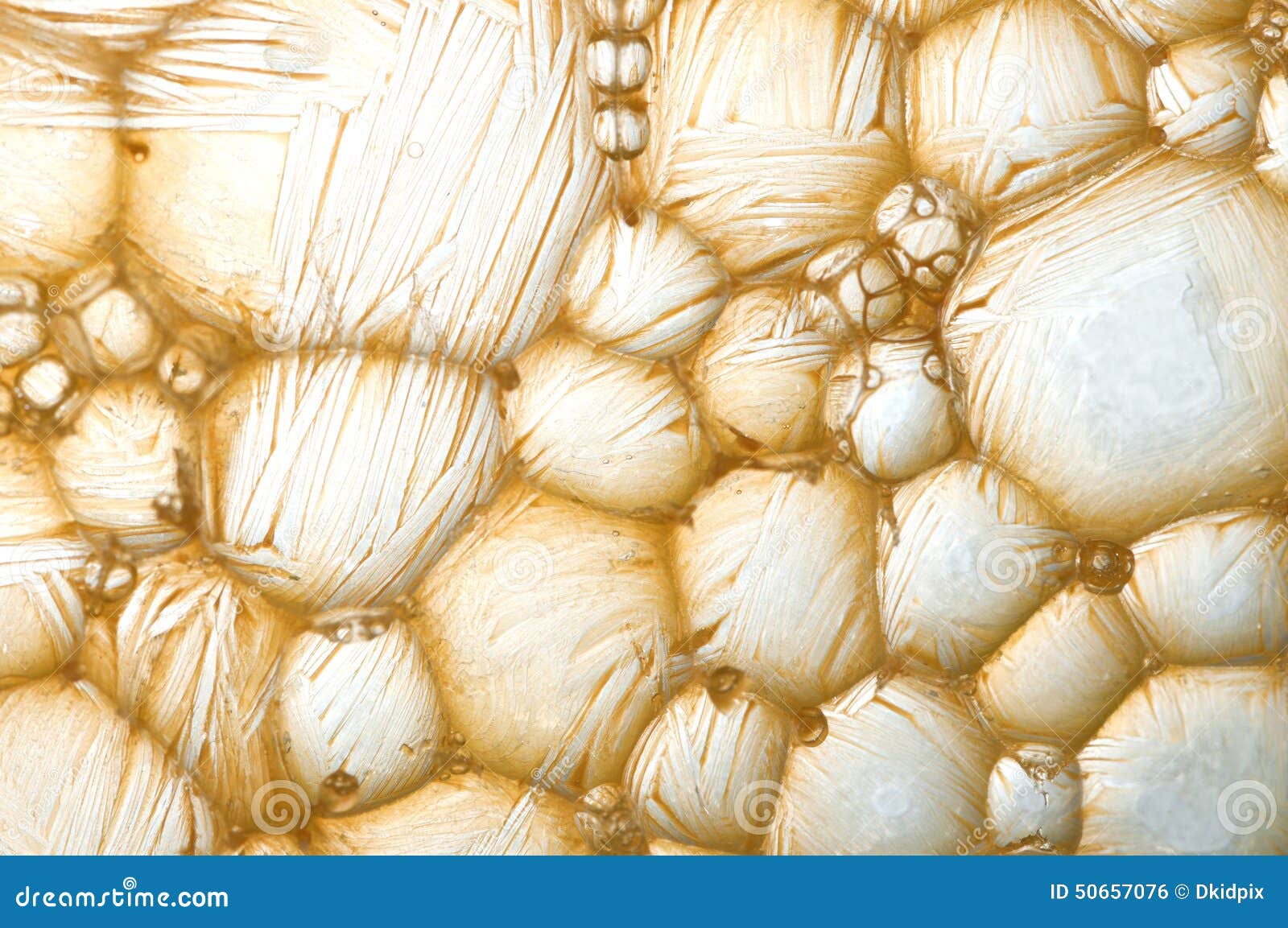 Biology Structur Stock Photos - Free & Royalty-Free Stock Photos from ...