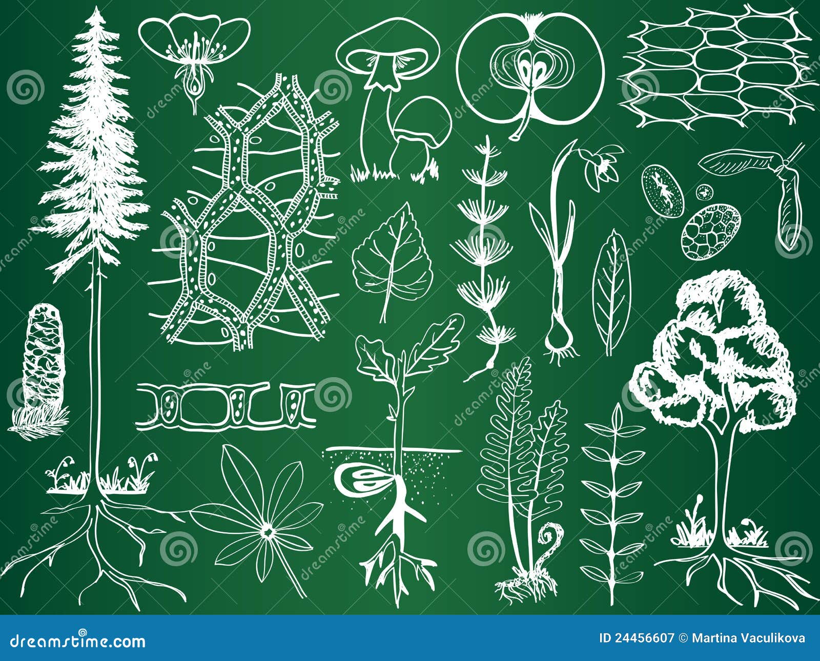 Biology Plant Sketches on School Board Stock Vector - Illustration of ...