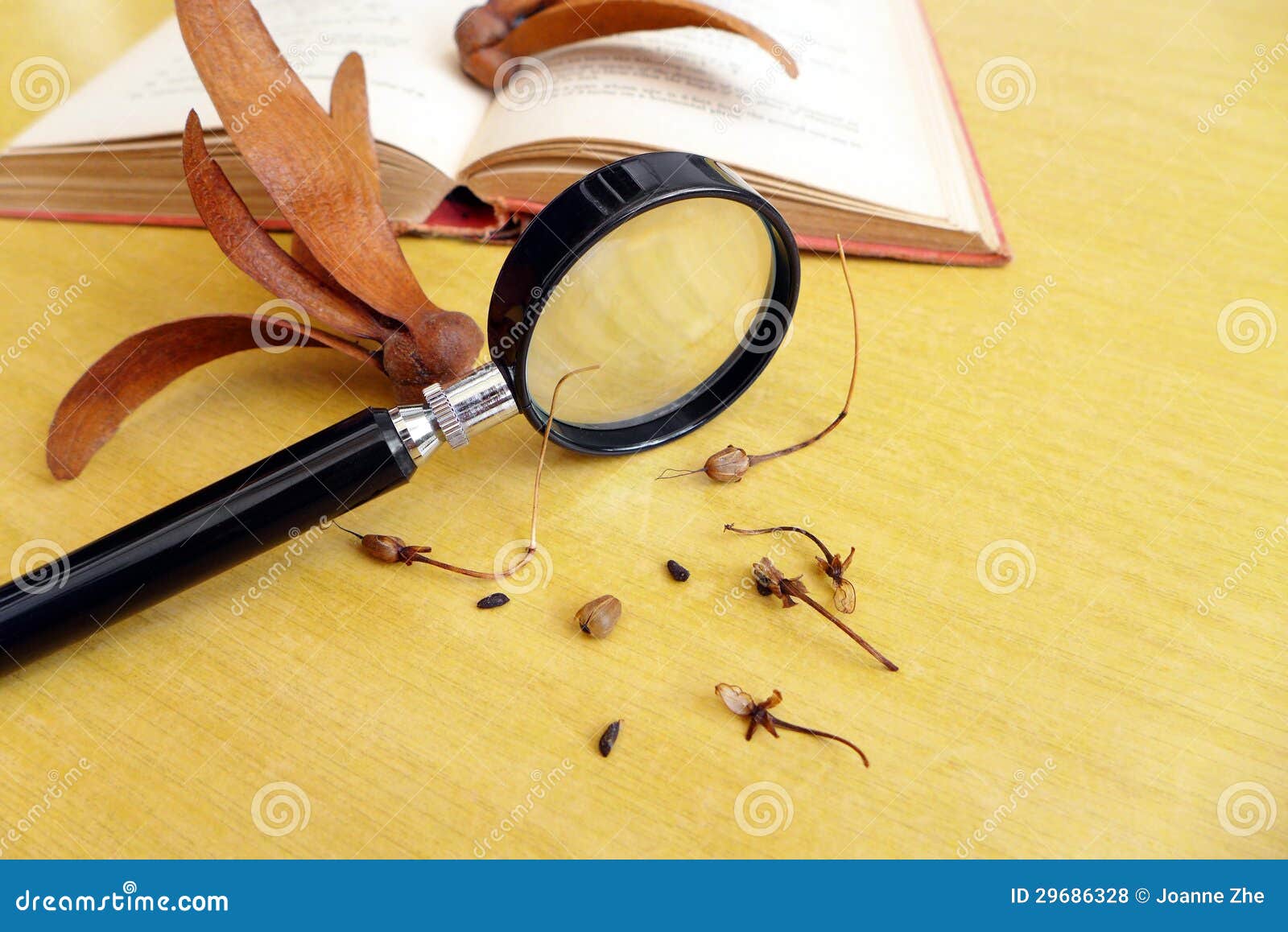 Biology Scientist Studying Plant Specimen Stock Photo - Image of ...