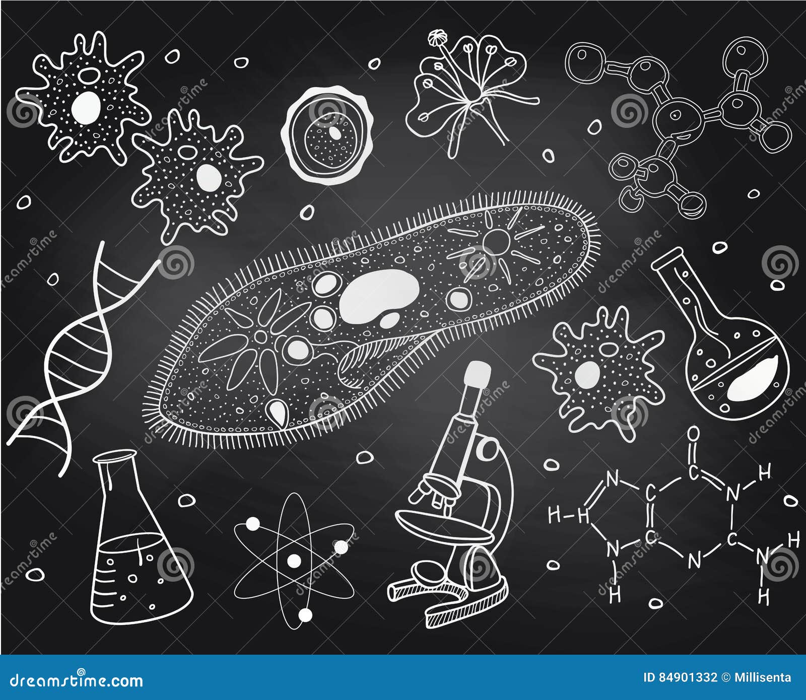 Biology Sketches on School Board. Stock Vector - Illustration of sketch ...