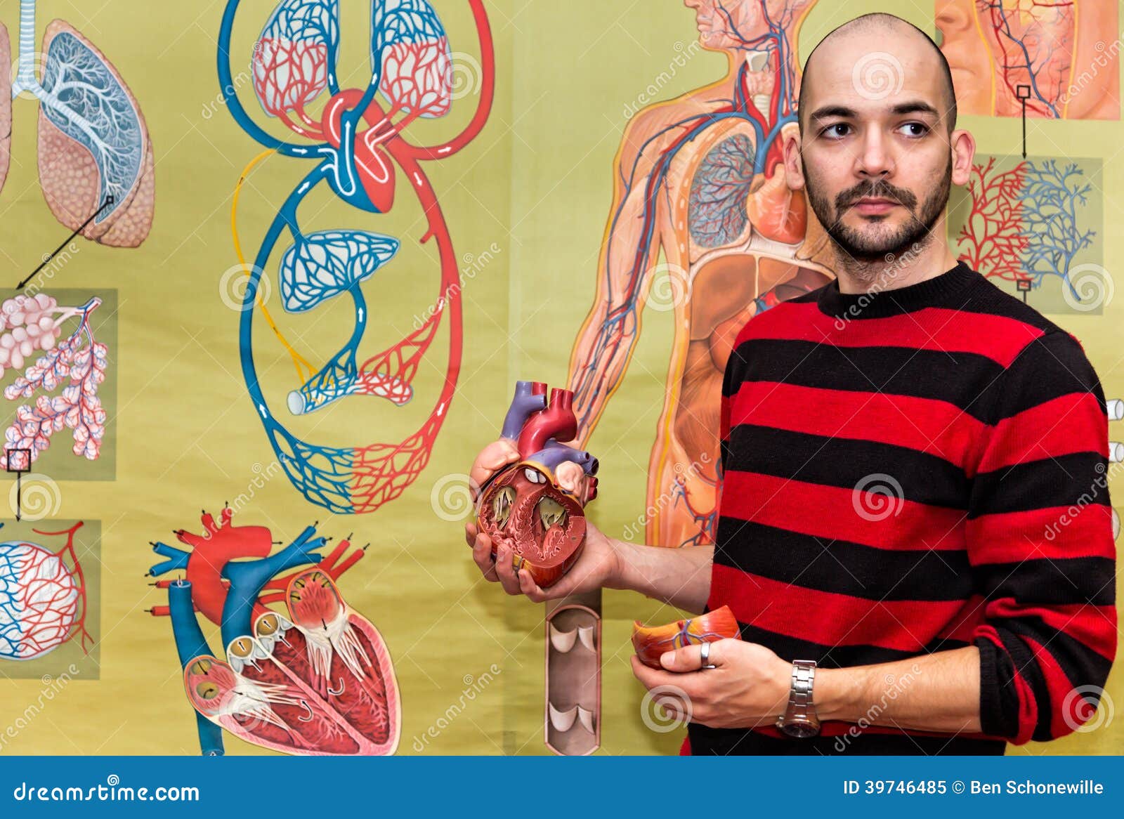 Biology Teacher Showing Human Heart Model Stock Image - Image of aorta ...