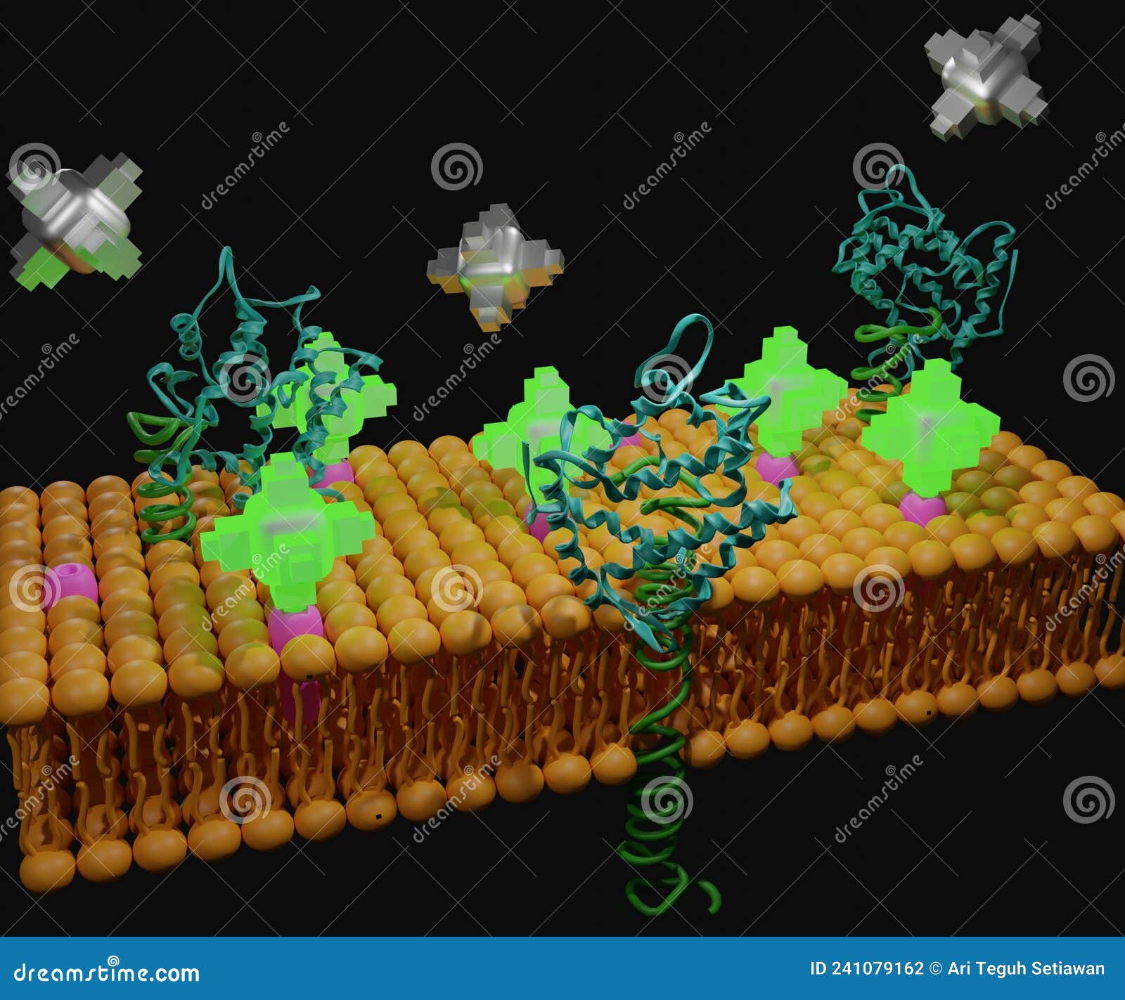 Membrane Protein Channels At A Double Lipid Bilayer Cell Membrane Stock ... Membrane Protein Channels At A Double Lipid Bilayer Cell Membrane Stock ...