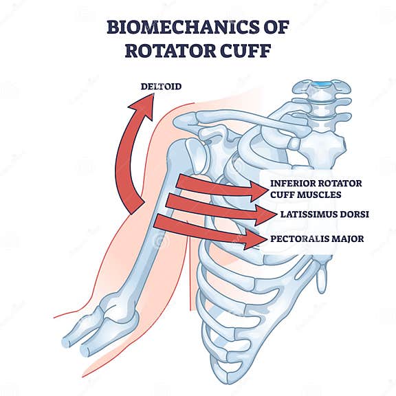 Biomechanics of Rotator Cuff and Anatomical Skeleton Movement Outline ... Biomechanics of Rotator Cuff and Anatomical Skeleton Movement Outline ...
