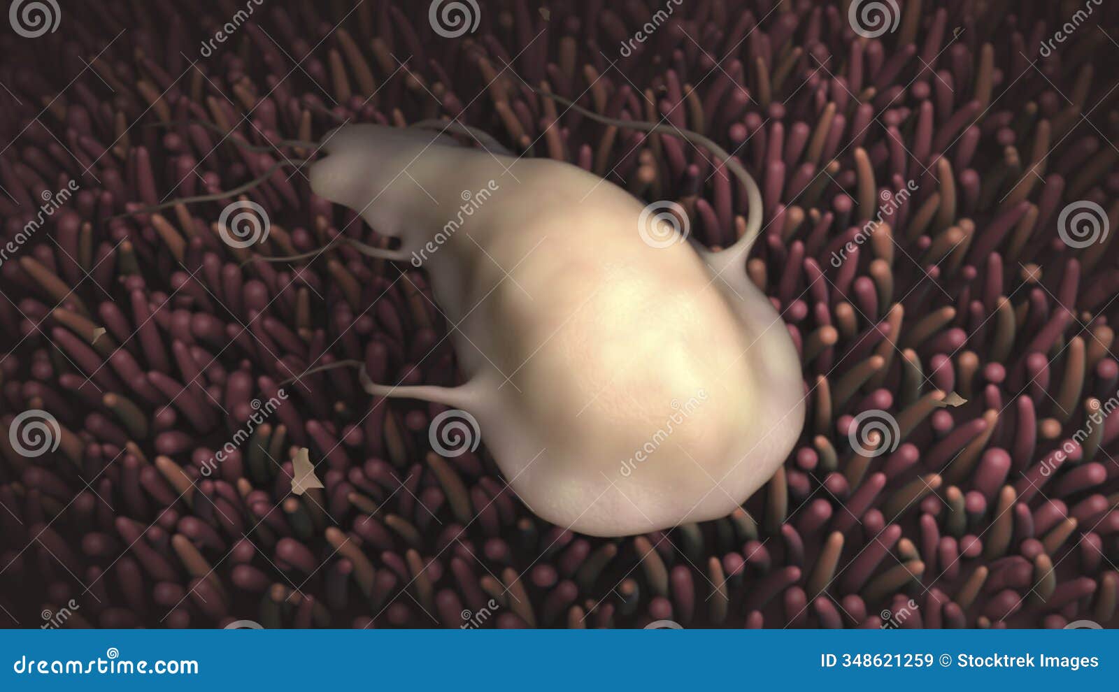 Biomedical Illustration of the Giardia Parasite Inside the Human ...