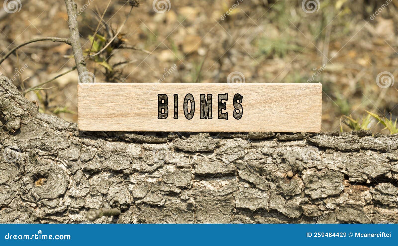 Biomes Written on Wooden Surface. Frame on Tree Branch Stock Image ...