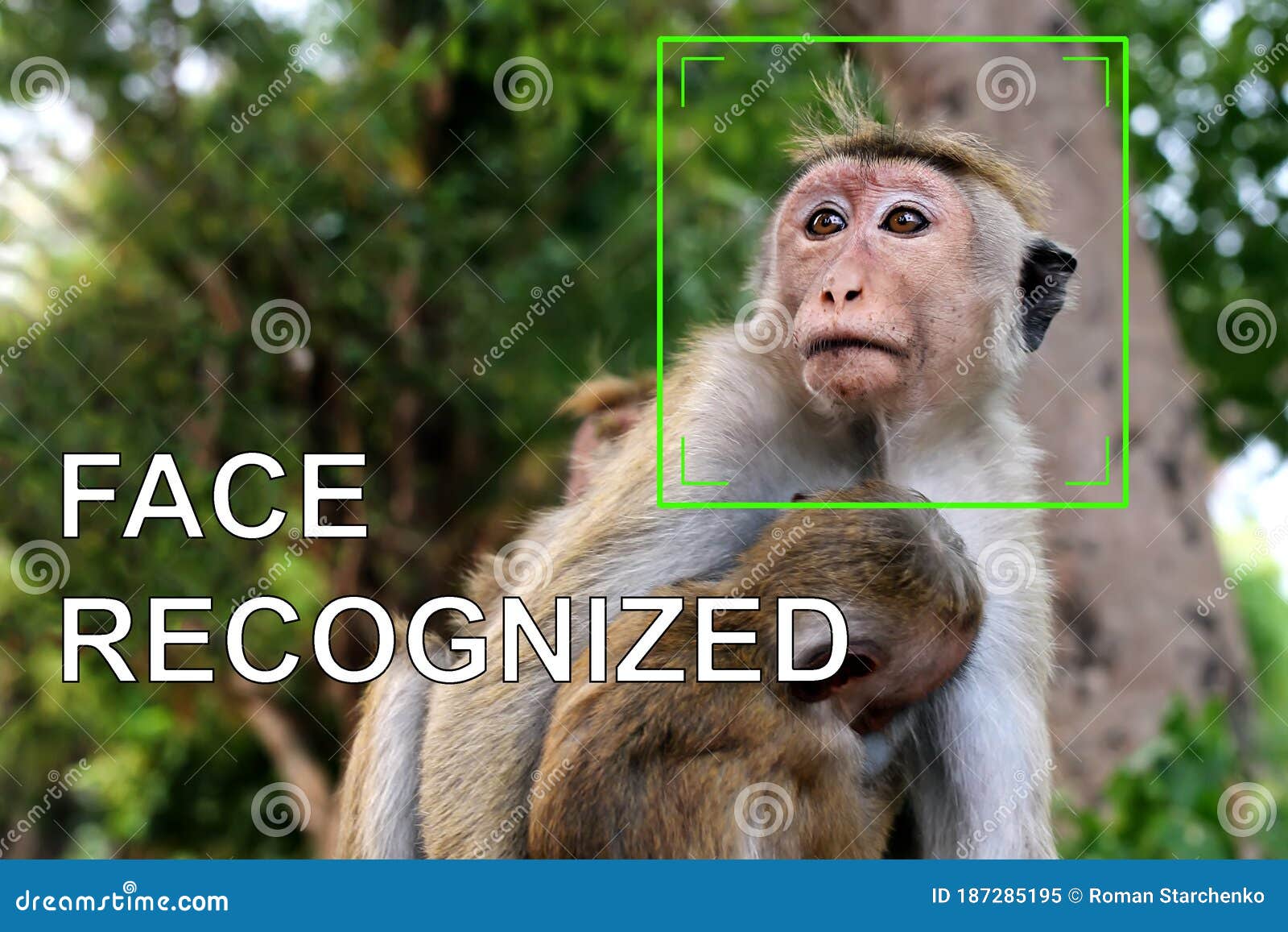 Biometric Verification - Cute Monkey Close-up Face Recognition Stock ...