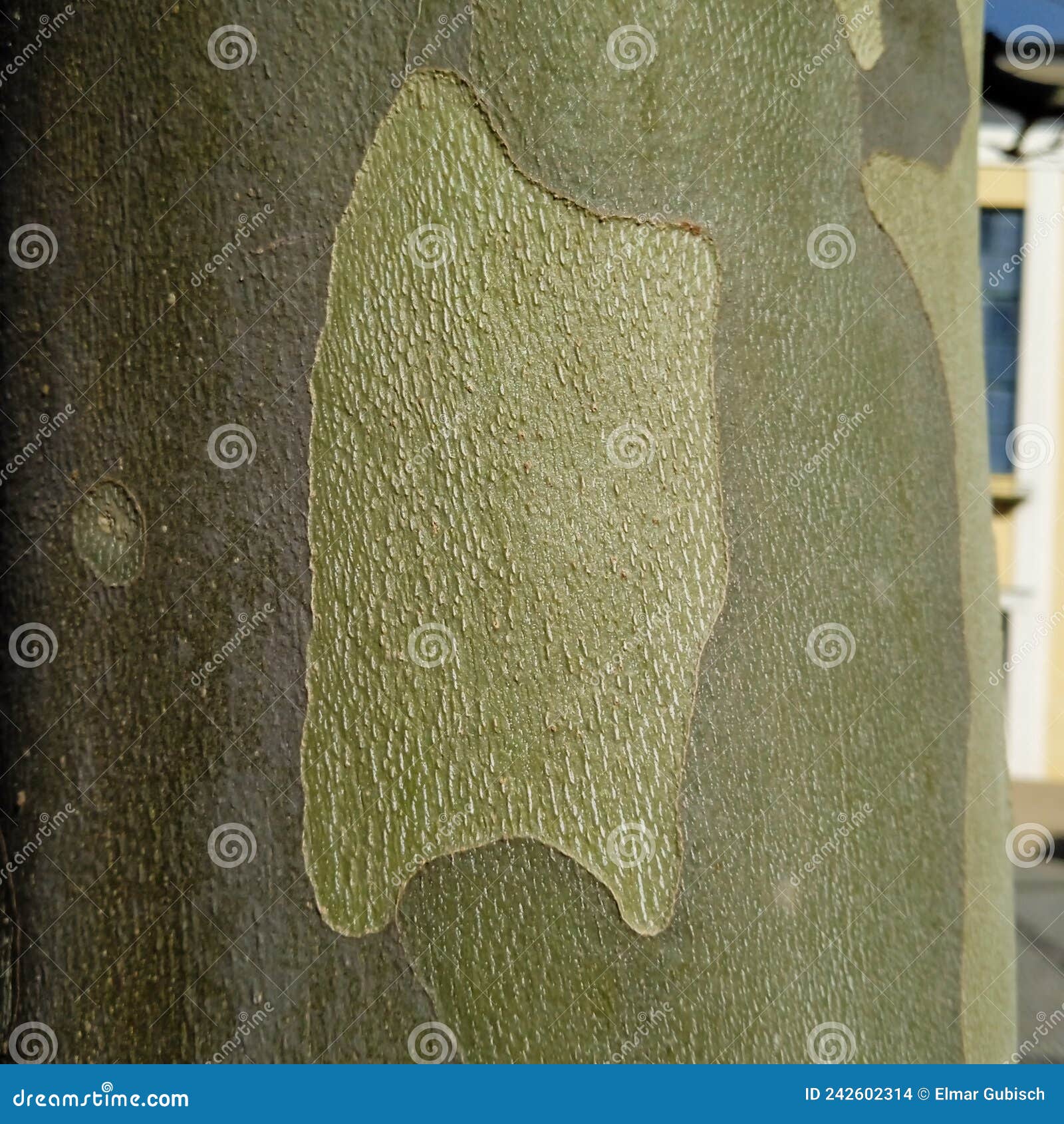 Biomorph Shapes, Structures and Patterns Stock Photo - Image of shapes ...