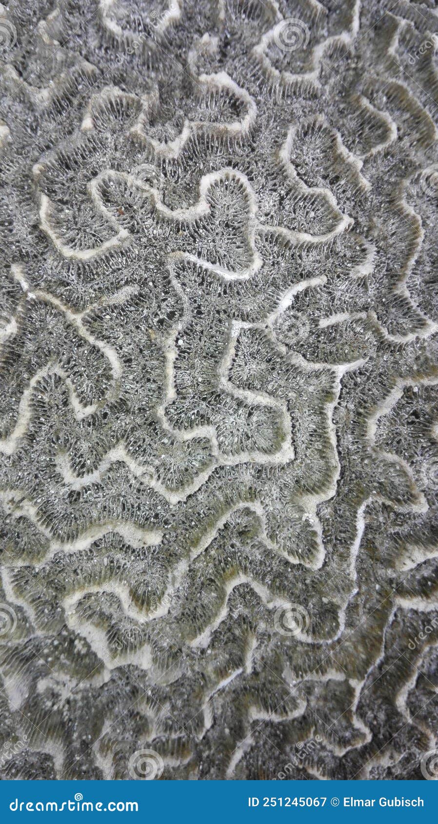 Biomorph Shapes, Structures and Patterns Stock Image - Image of ...