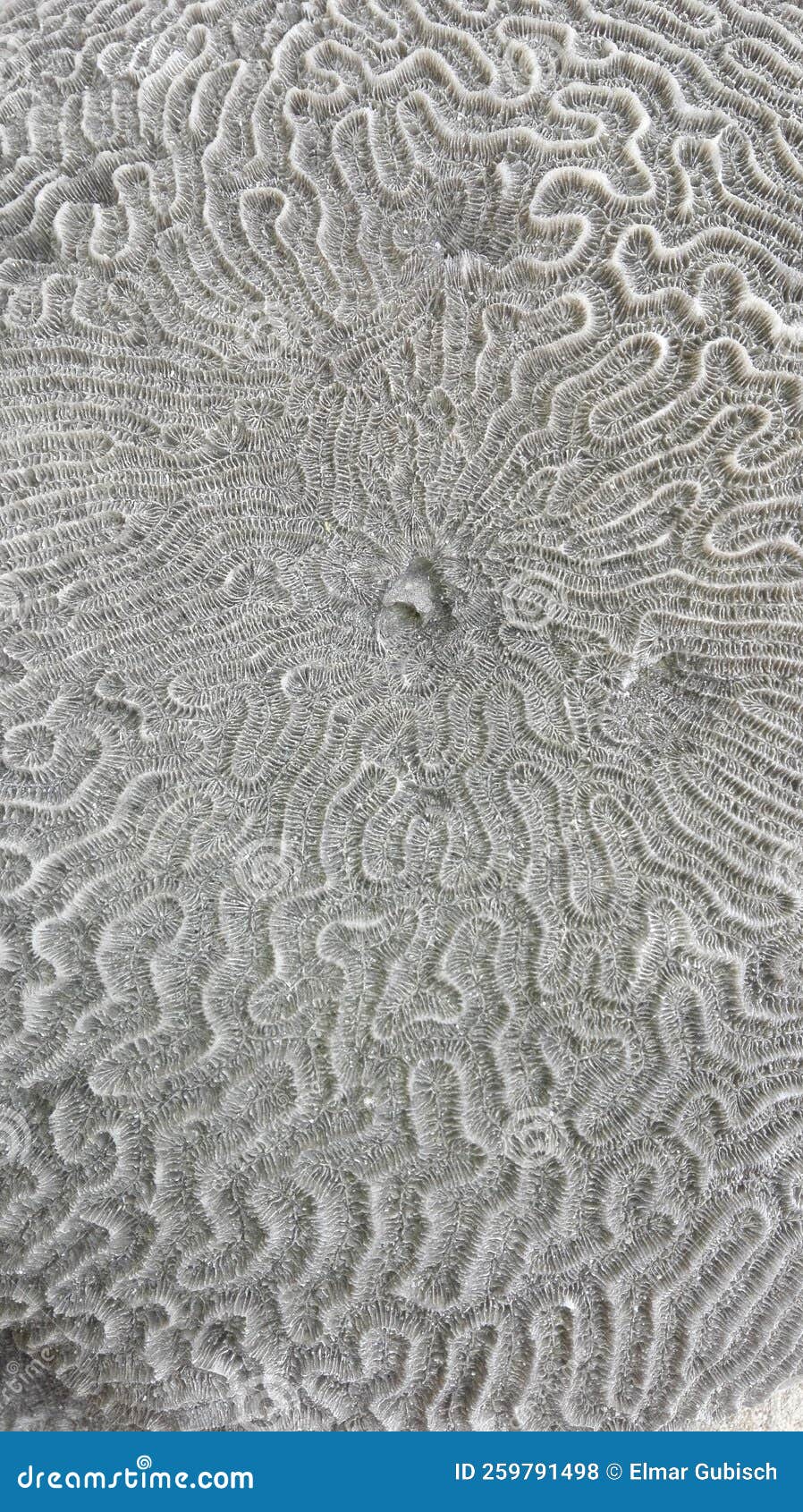 Biomorph Shapes, Structures and Patterns Stock Photo - Image of line ...