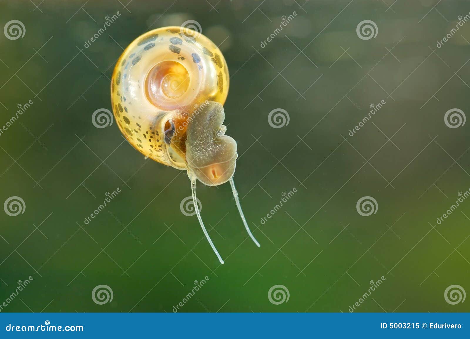 Biomphalaria Snail (Biomphalaria Sp.) Stock Image - Image of fresh ...