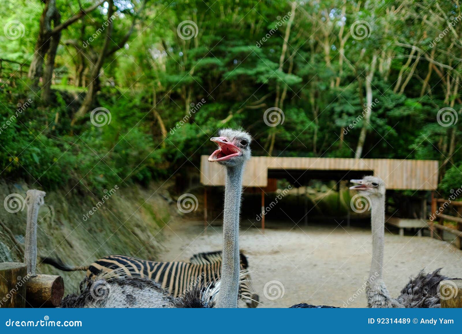 BioPark stock image. Image of rivers, nature, quiet, biopark - 92314489
