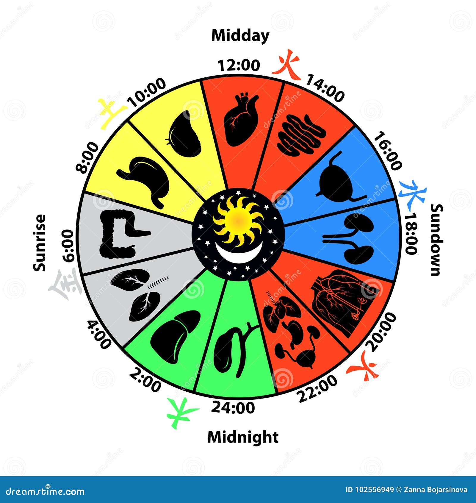 Daily Biorhythm Of Internal Organs. Cartoon Vector | CartoonDealer.com ...