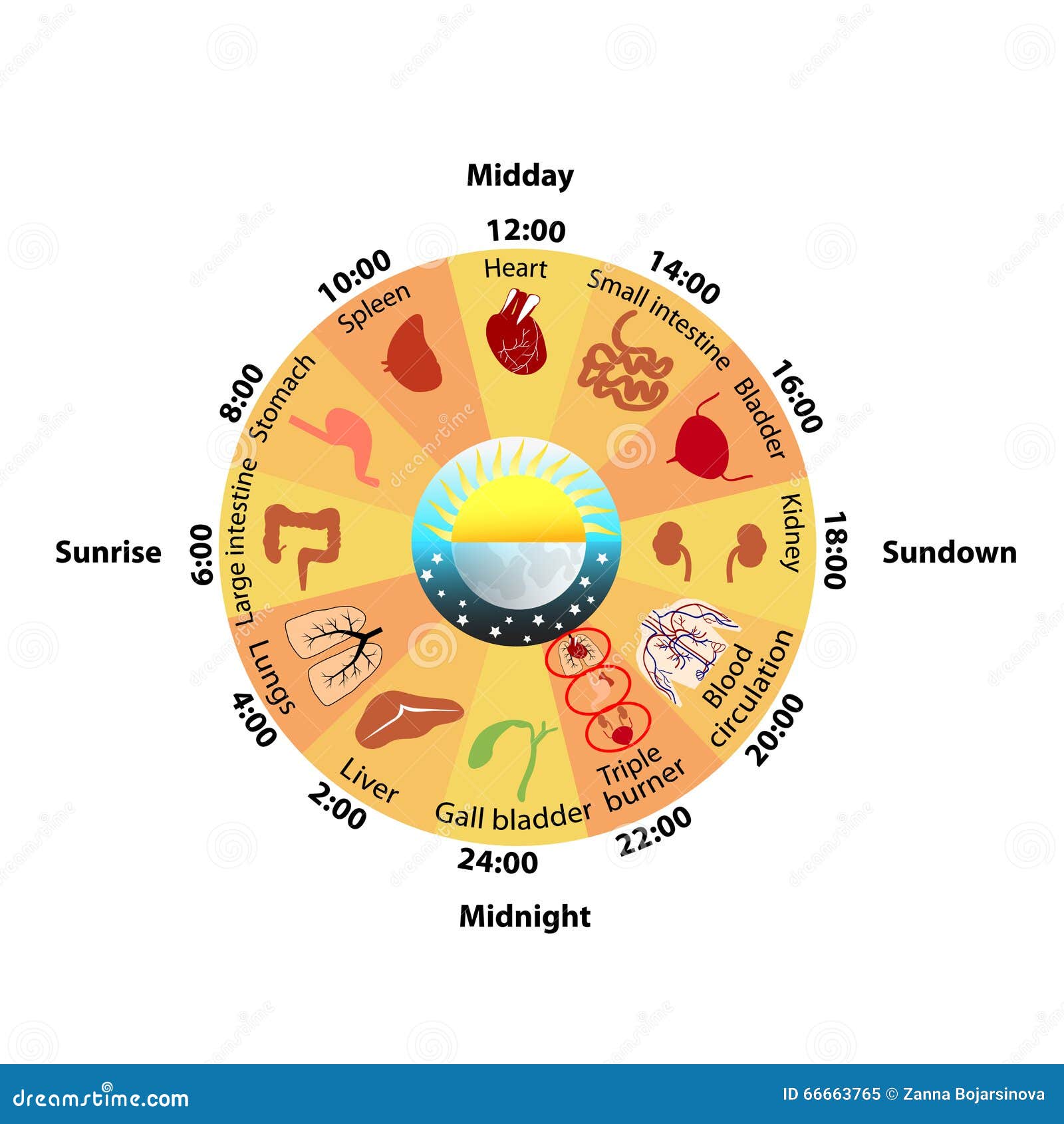 Moon, Internal Structure Royalty-Free Illustration | CartoonDealer.com ...
