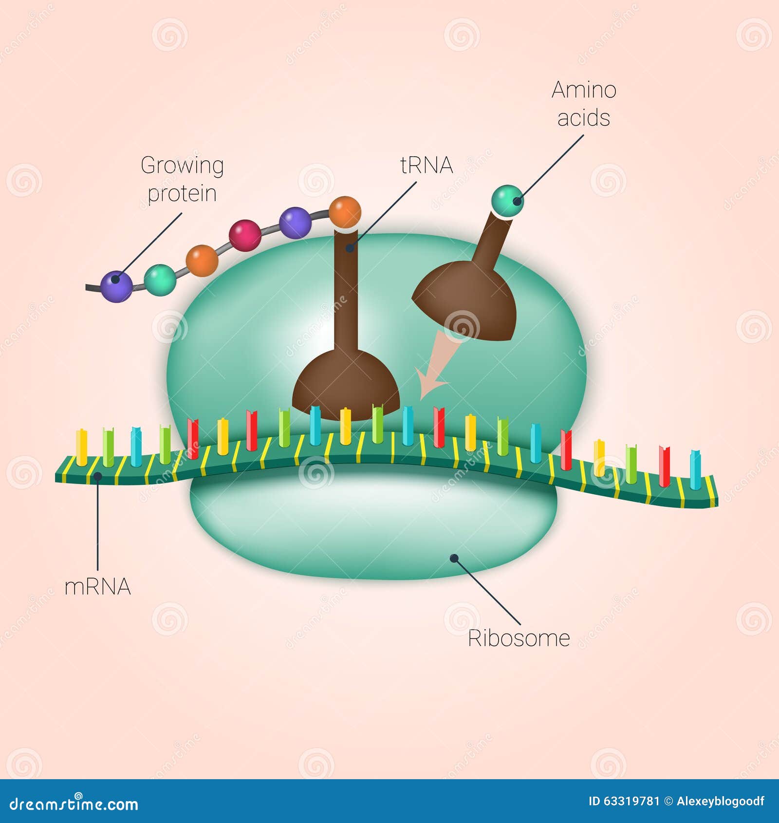 Biosynthese Van Proteïne Op Ribosoom in Vector Vector Illustratie ...