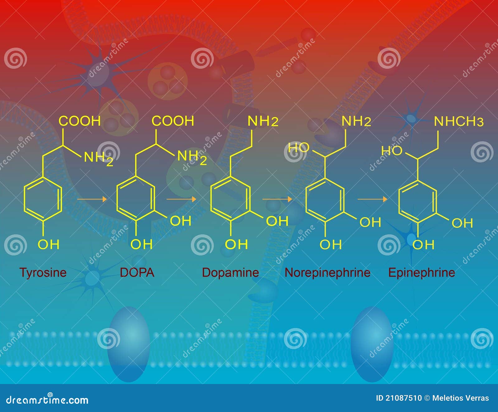 Biosynthesis of Epinephrine Stock Illustration - Illustration of ...