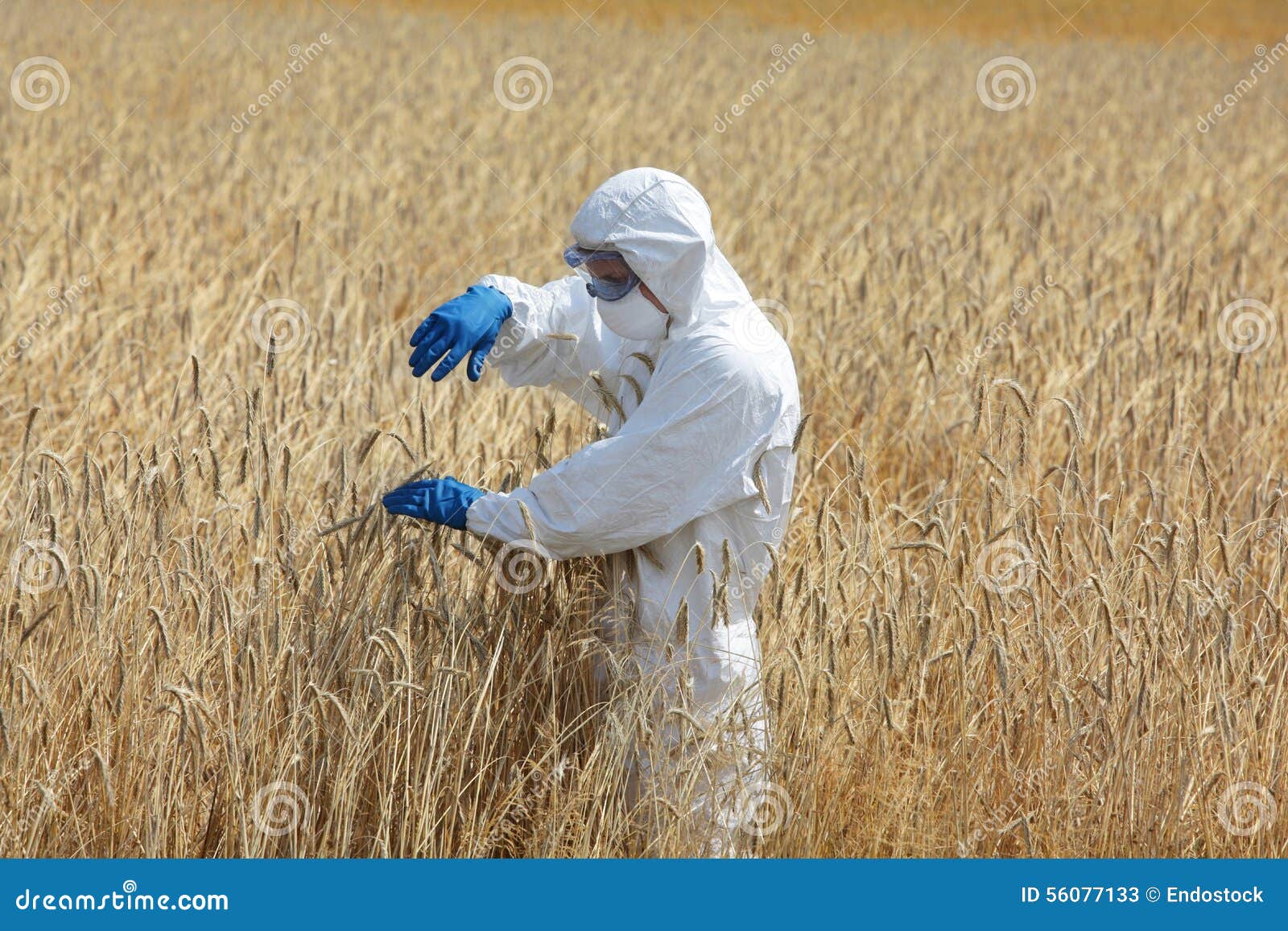 Biotechnology Engineer on Field Examining Ripe Ears of Grain Stock ...