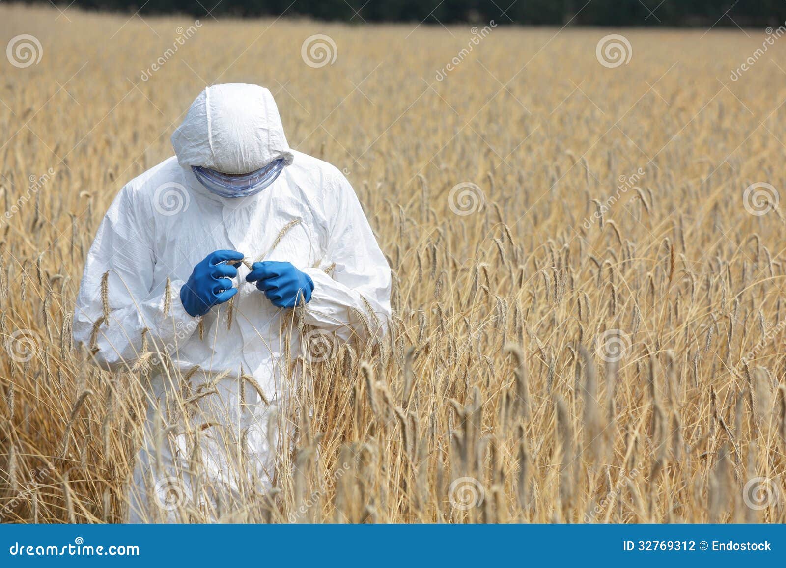 Biotechnology Engineer on Field Examining Ripe Ear Stock Photo - Image ...