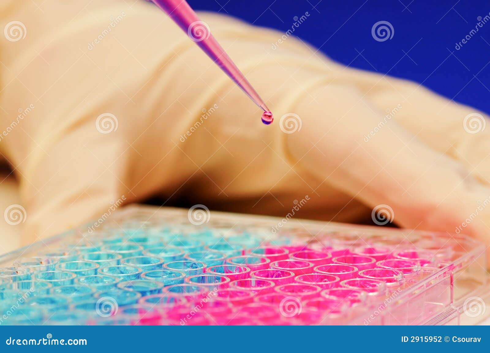 Biotechnology experiment stock photo. Image of develop - 2915952