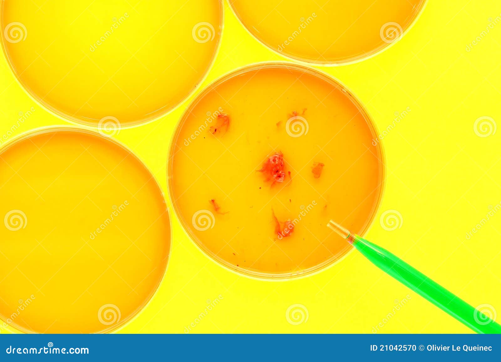 Biotechnology Experiment in Science Research Lab Stock Photo - Image of ...