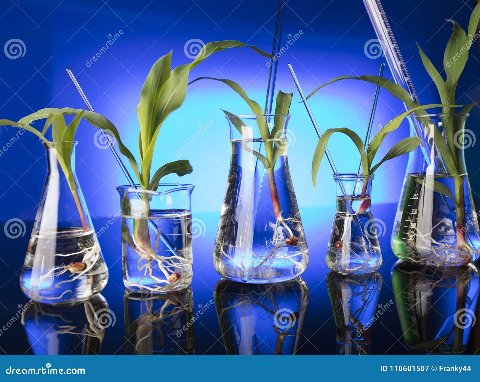 Biotechnology And Floral Science Theme. Stock Image - Image of floral ...