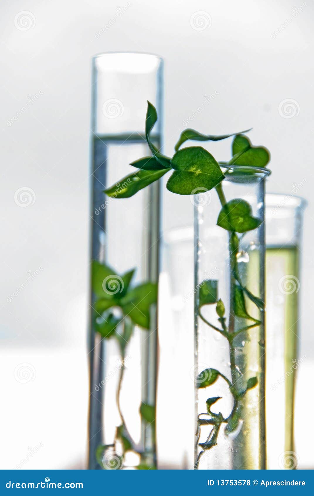 Biotechnology - Lab Experiment Stock Photo - Image of genetically ...