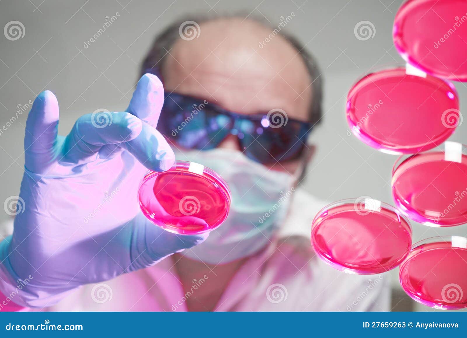 Bioterrorist Handhabt Zellkulturteller Stockbild - Bild von rosa ...