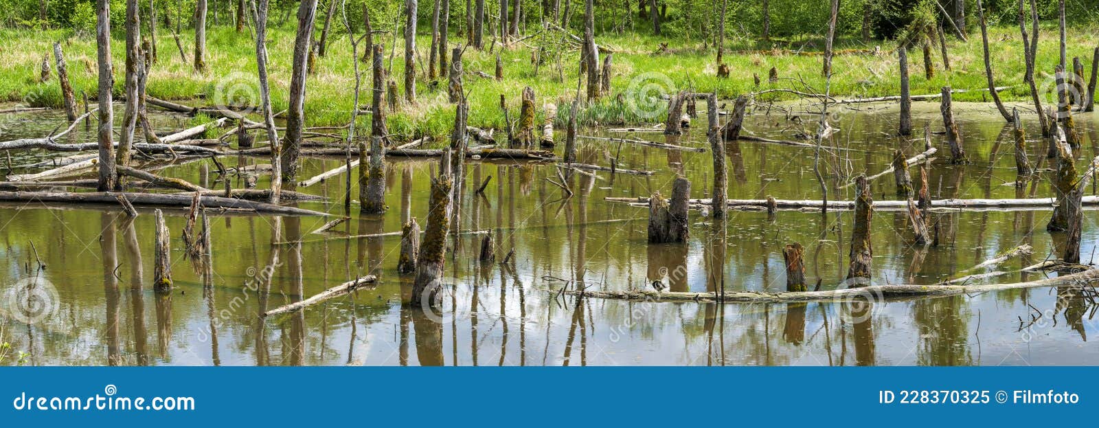 Biotope with Old Trees in Water Stock Image - Image of panoramic ...