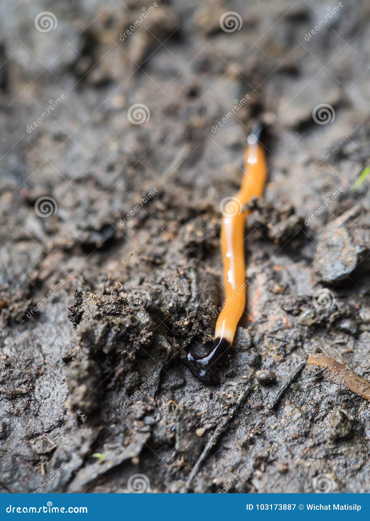 Bipalium Kewense Crawling on the Earth Stock Image - Image of bipalium ...