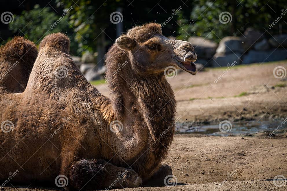 Bipedal Camel with Flies on Its Face Stock Photo - Image of camels ...