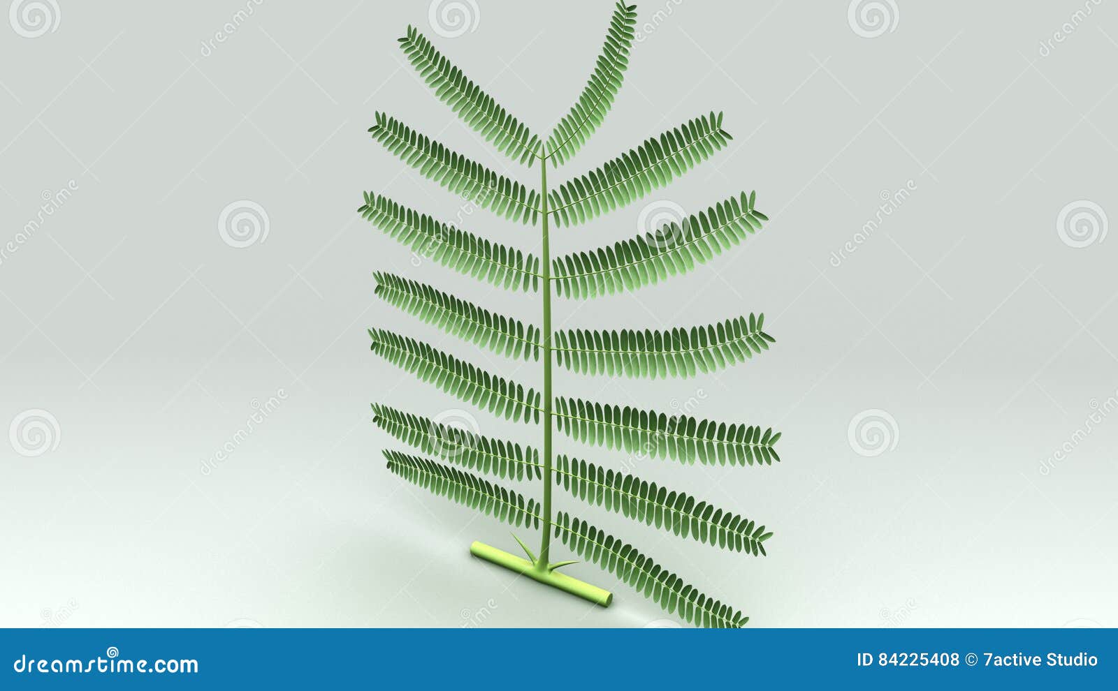 Bipinnate stock photo. Image of flame, asia, leaf, petiolule - 84225408