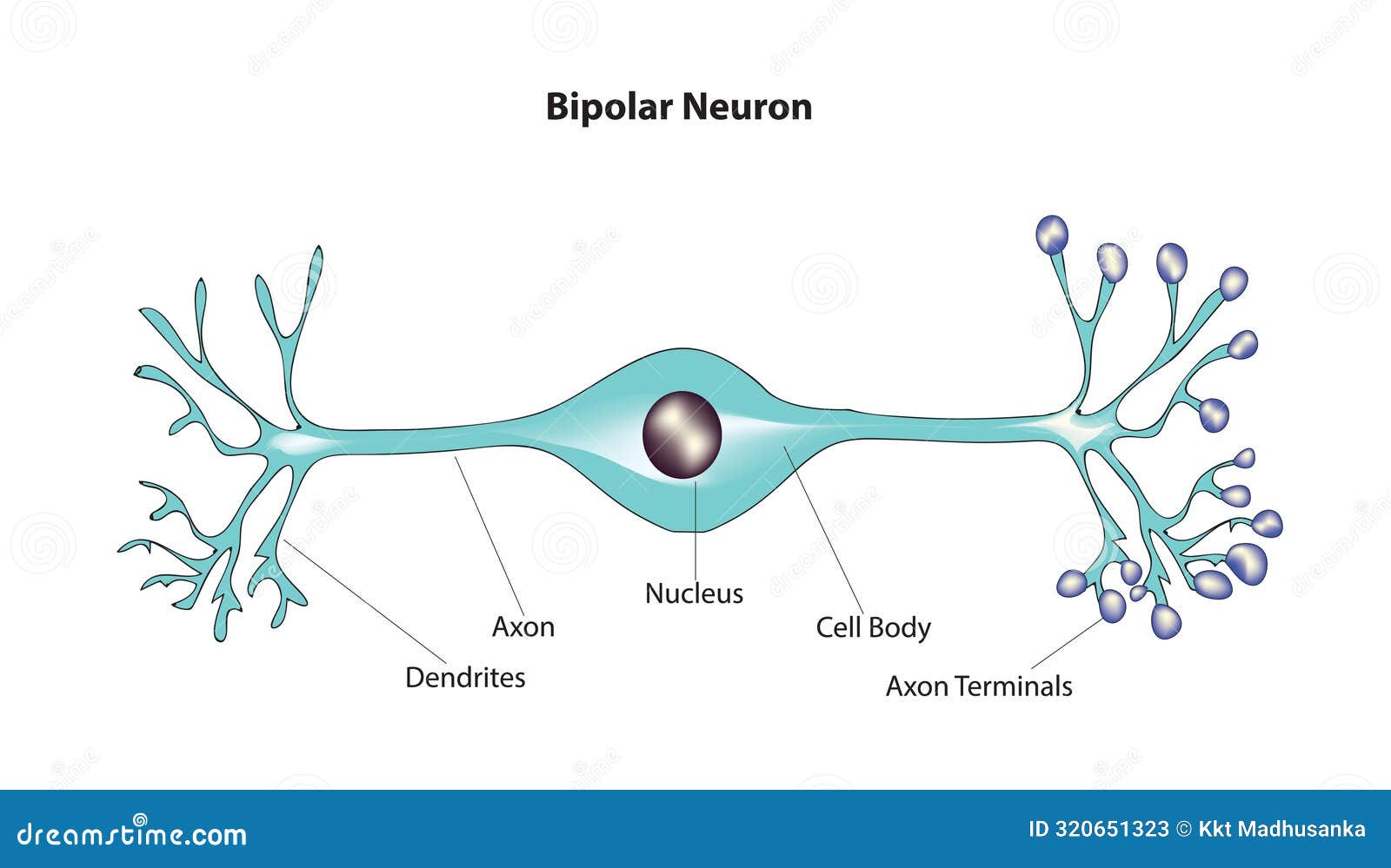 Bipolar neuron stock vector. Illustration of human, diagram - 320651323