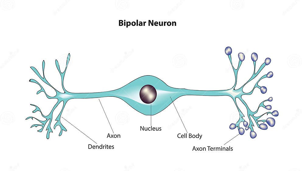 Bipolar neuron stock vector. Illustration of human, diagram - 320651323