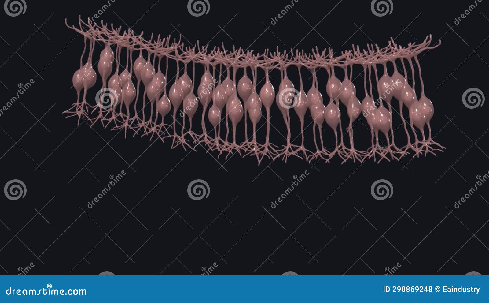 A Bipolar Neuron, or Bipolar Cell, is a Type of Neuron that Has Two ...