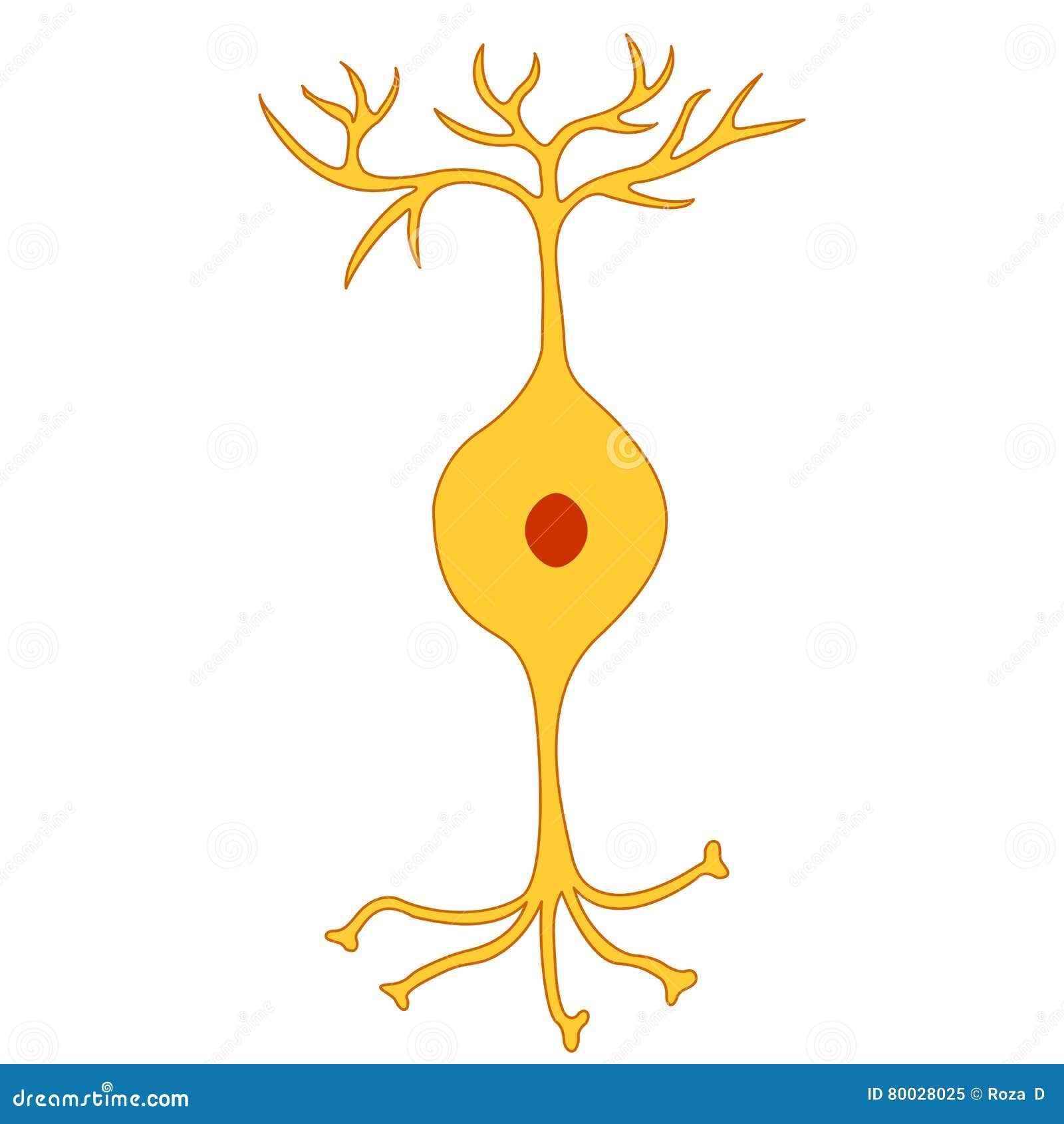 Bipolar Neuron, Nerve Cell Neuron Stock Vector - Illustration of ...