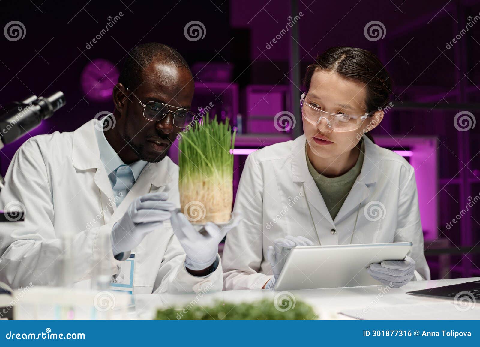 Professional Scientists Examining Herb Sample Stock Photo - Image of ...