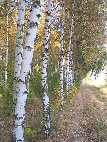 The birch 1 stock image. Image of leaves, colors, autumn - 415949