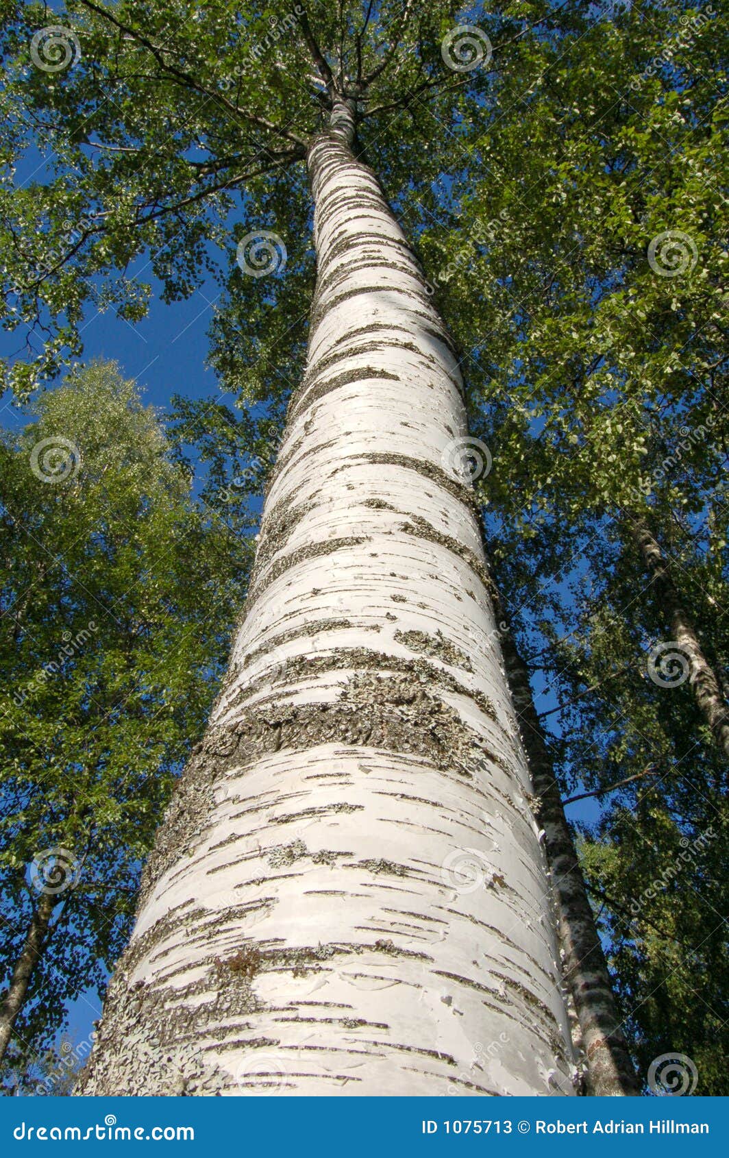 Birch stock image. Image of forest, upright, tree, white - 1075713