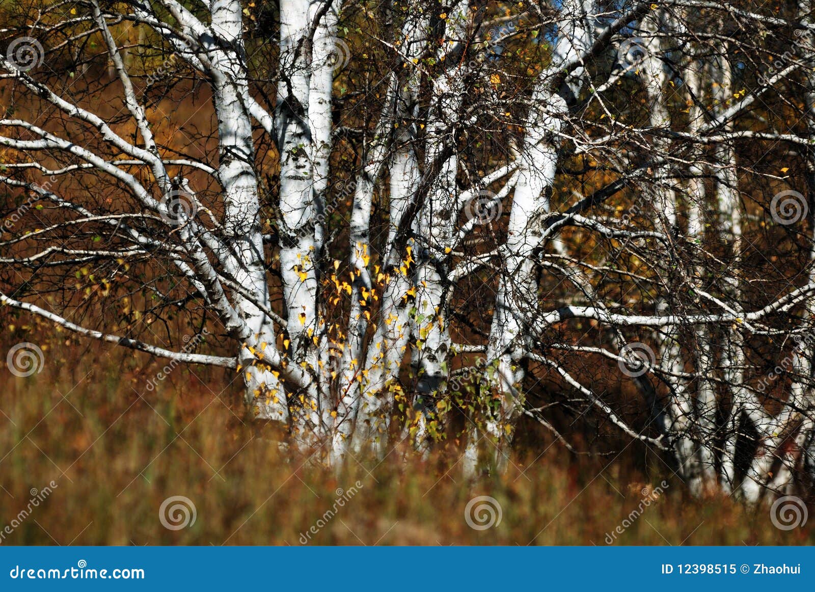 Birch stock image. Image of environment, landscape, grasslands - 12398515