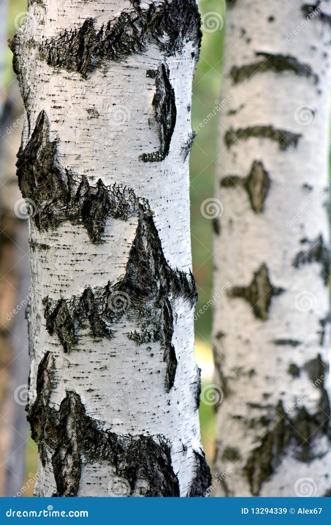 Birch stock image. Image of texture, landscape, branch - 13294339
