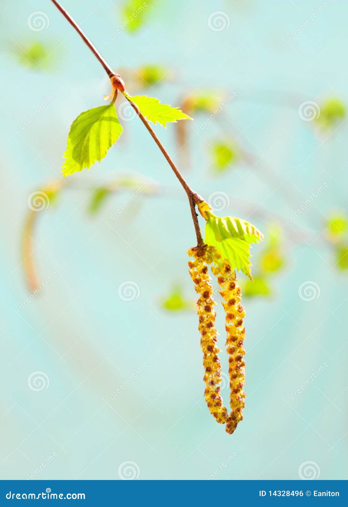 Birch stock photo. Image of birch, sprout, spring, leaves - 14328496