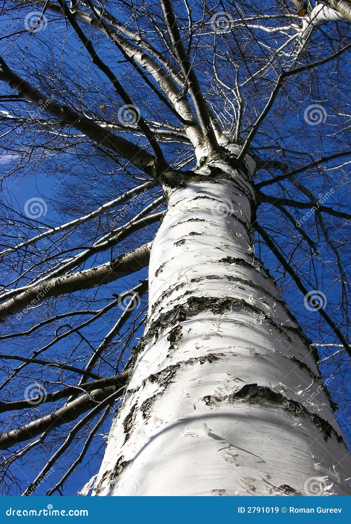 Birch stock image. Image of birch, scenics, high, nature - 2791019