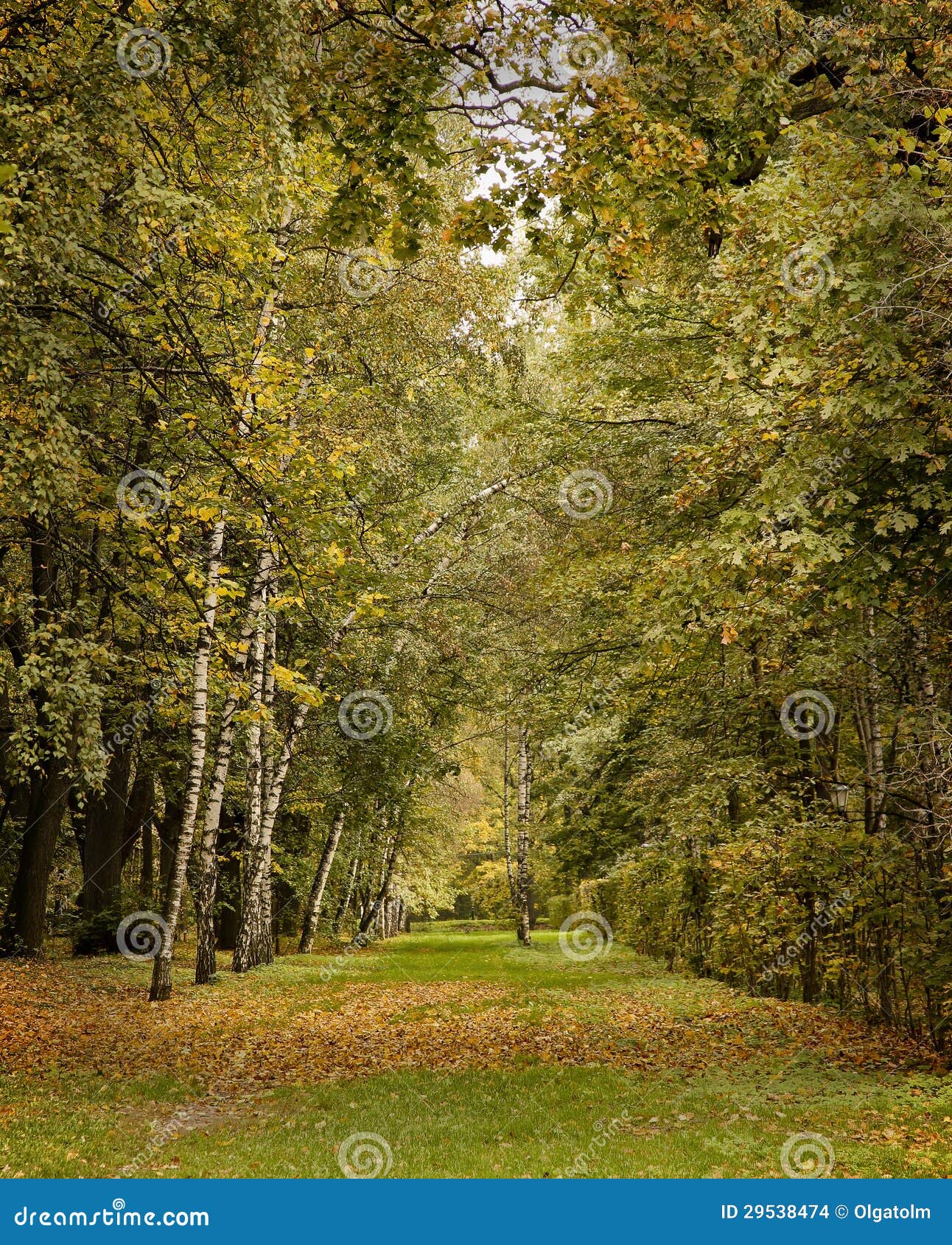 Birch alley stock photo. Image of alley, russia, birch - 29538474