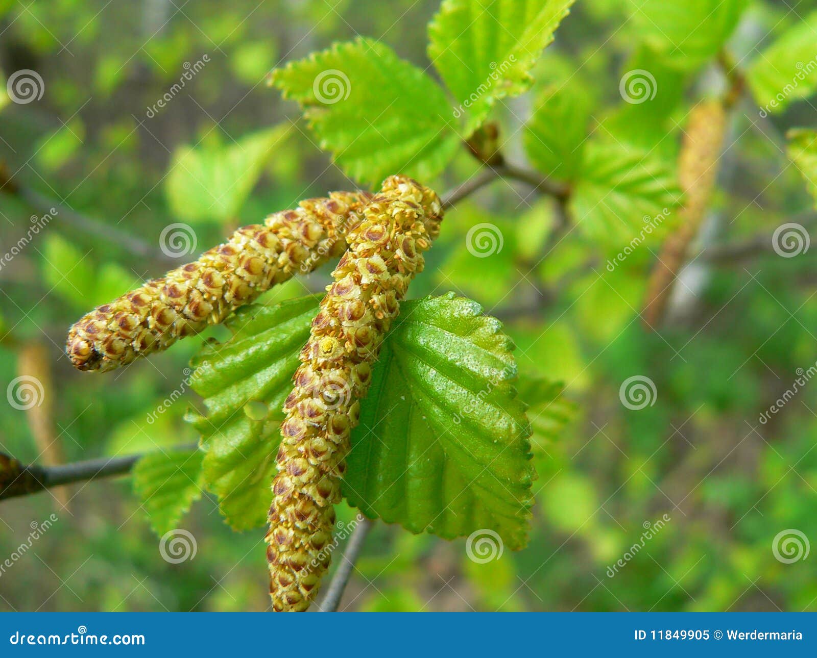 Birch ament stock image. Image of betulaceae, betula - 11849905